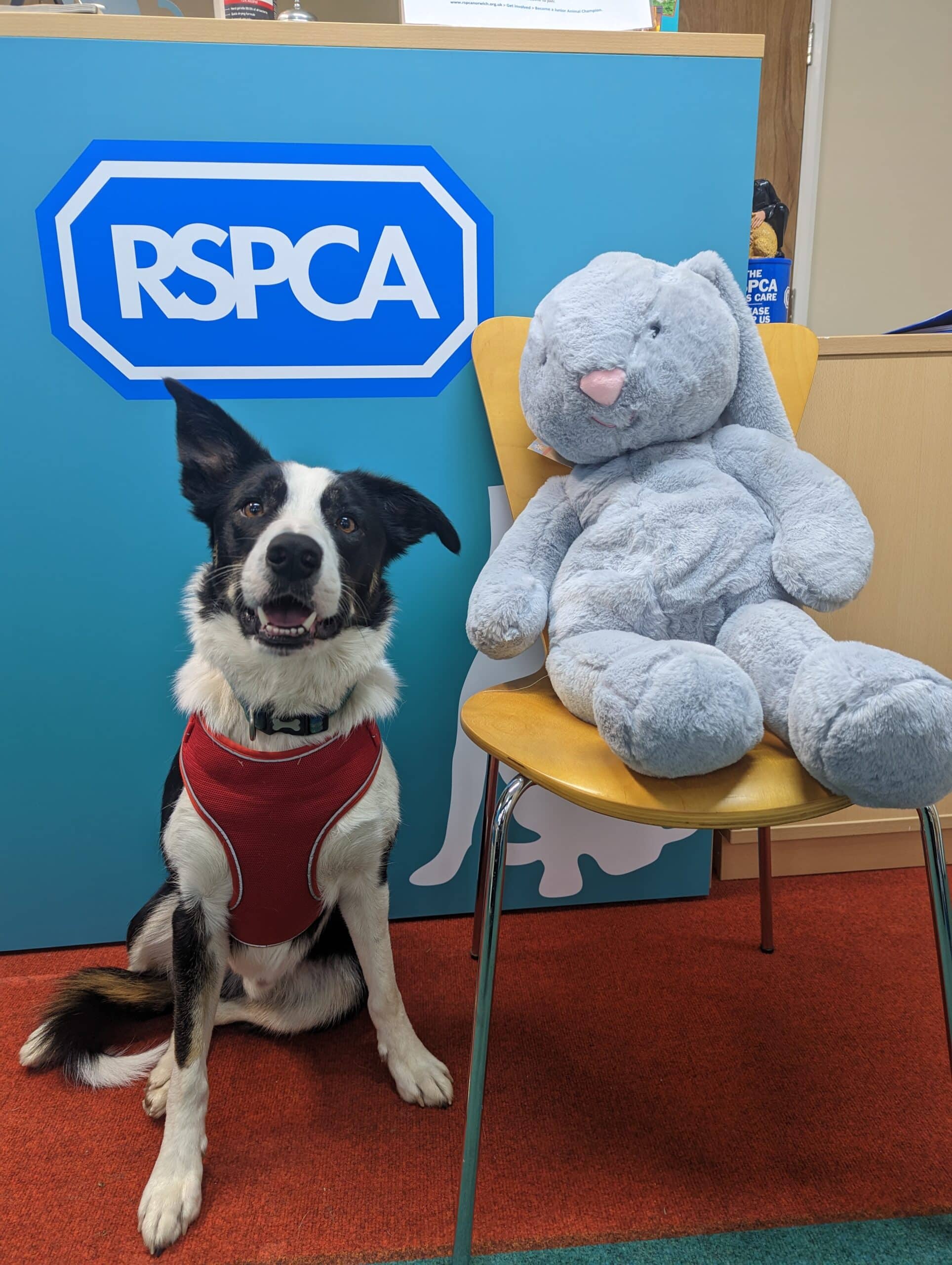 Our Staff - RSPCA Norwich
