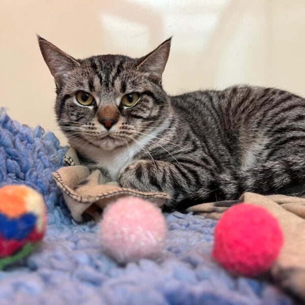 Animals for Adoption - RSPCA Mid Norfolk & North Suffolk Branch