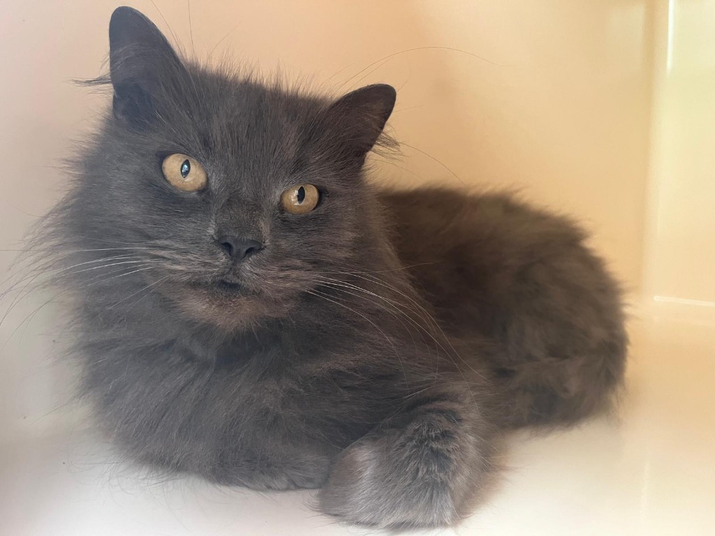 RSPCA Mid Norfolk & North Suffolk Branch