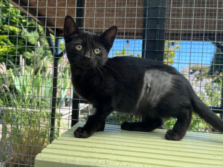 RSPCA Norwich
