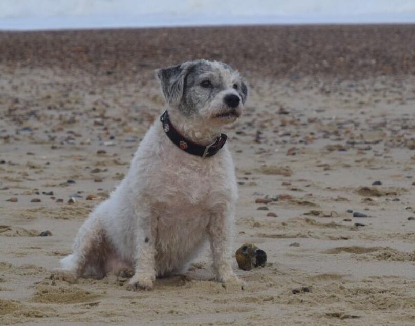 Our top 5 beaches for dog walks this Autumn: Norfolk and Suffolk