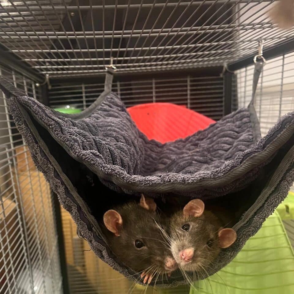 World Rat Day: Myths, Facts and Tips - RSPCA Norwich