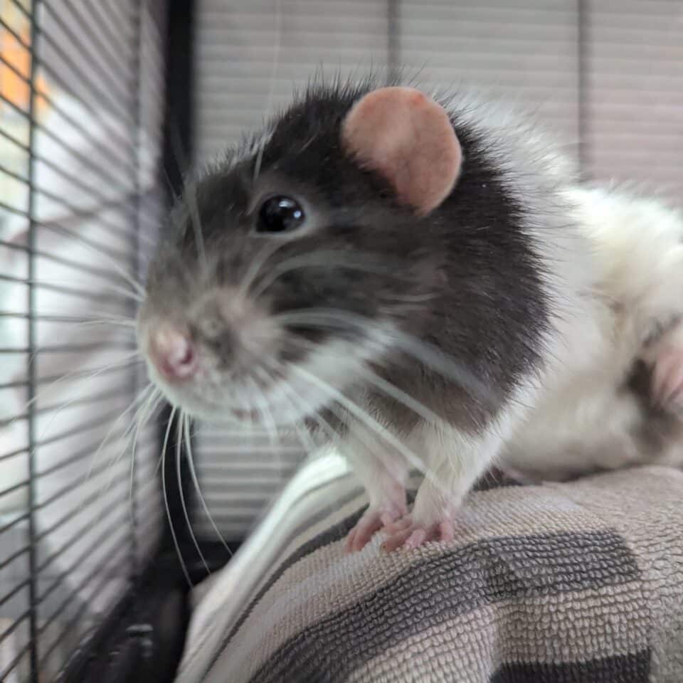 World Rat Day: Myths, Facts and Tips - RSPCA Norwich