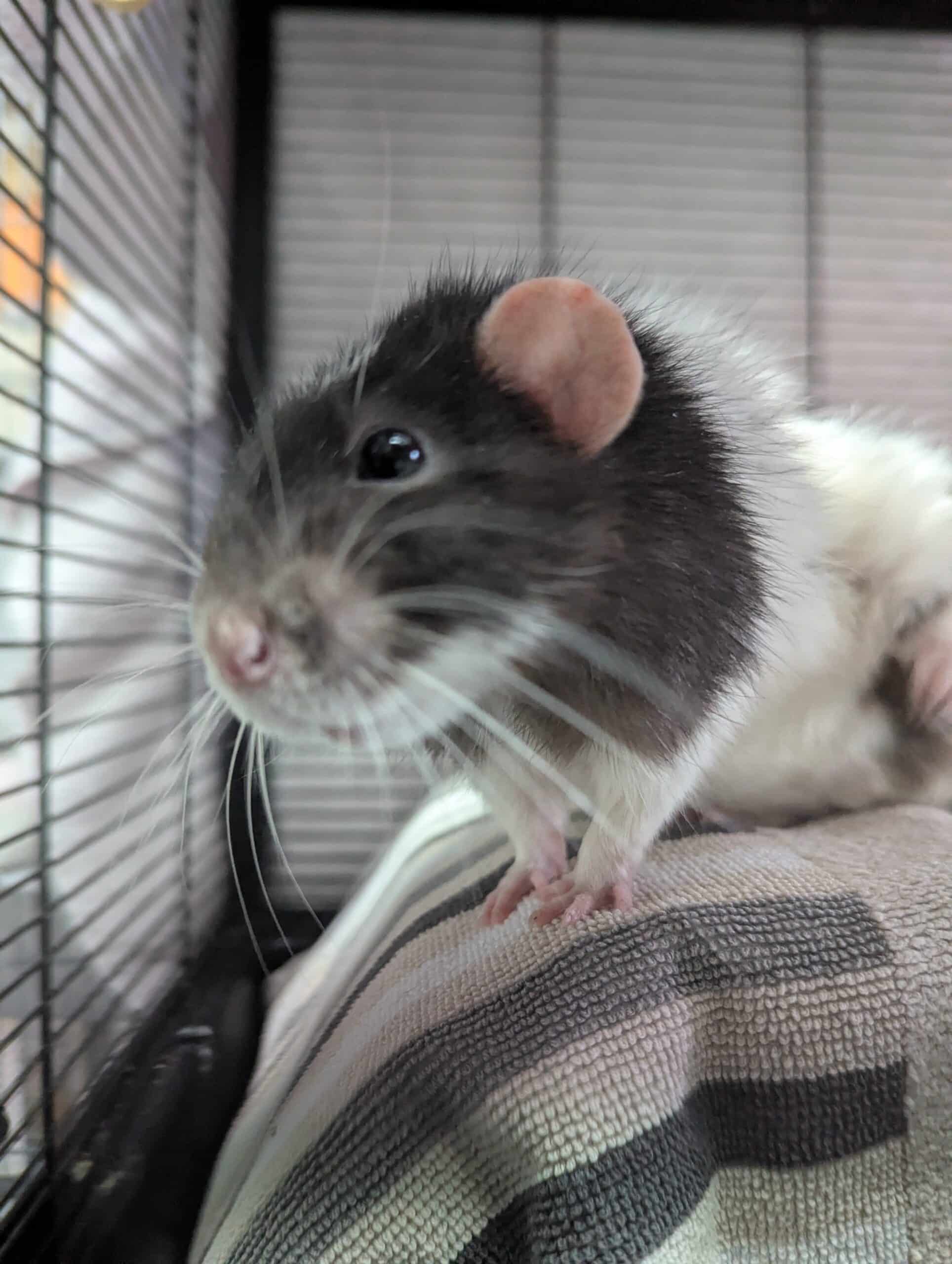 World Rat Day: Myths, Facts and Tips - RSPCA Norwich