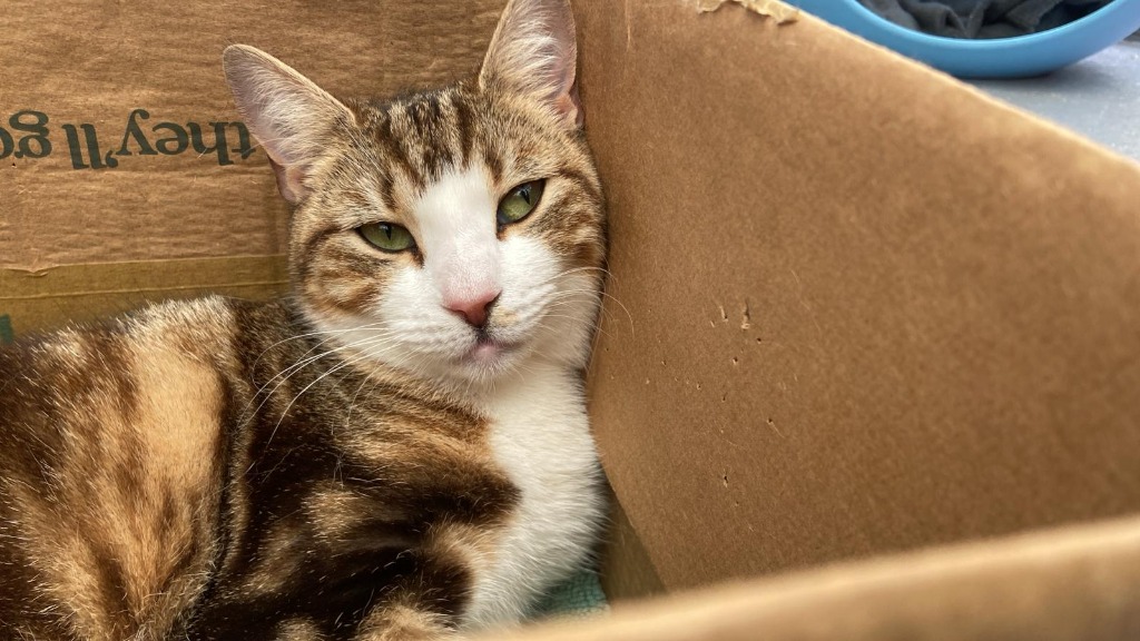 Tina Tuna - RSPCA Norwich