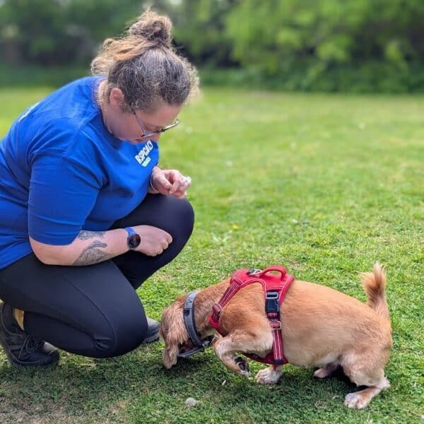 How hot is too hot? Dog walking advice in the Summer - RSPCA Norwich