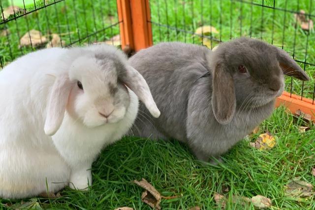 International Rabbit Awareness Day 2025: How to create their perfect ...