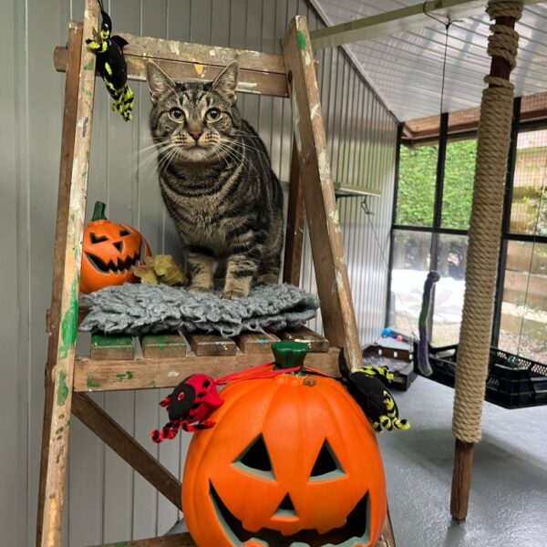 Cats - RSPCA Norwich