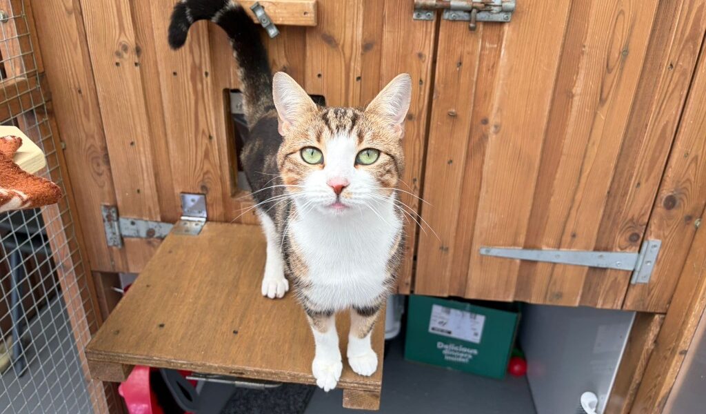 Tina Tuna - RSPCA Norwich