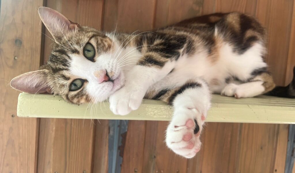 Tina Tuna - RSPCA Norwich