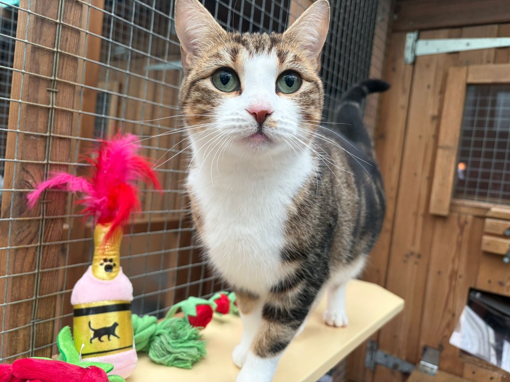 Tina Tuna - RSPCA Norwich
