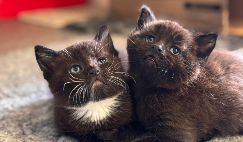 Bewley, Ozzie, Tick-Tock,Typhoo & Wilder (Matcha Babies) - RSPCA Norwich